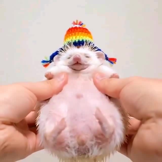 give a woman pleasure - Coub