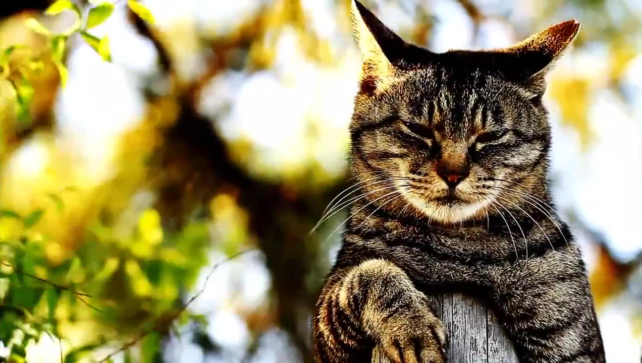 Sad Cat Diary - Coub