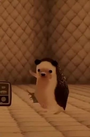 Hedgehog Dancing - Coub