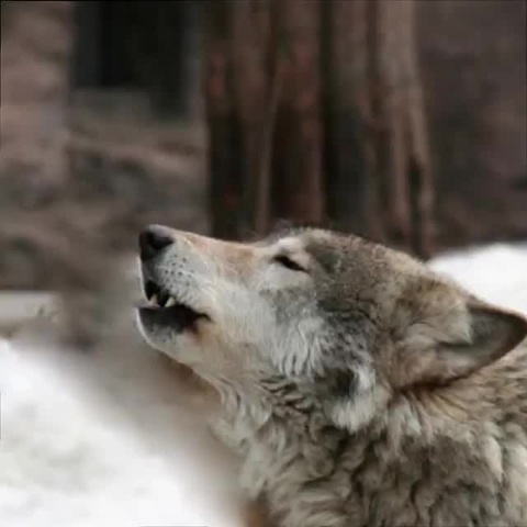 🐺Combining random pics of wolves🐺 - Coub