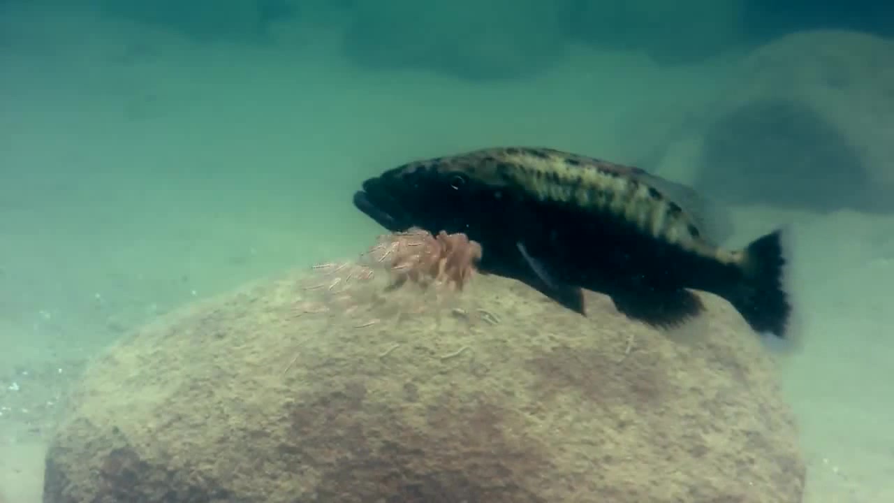 Baby fish hide inside mother's mouth - Coub