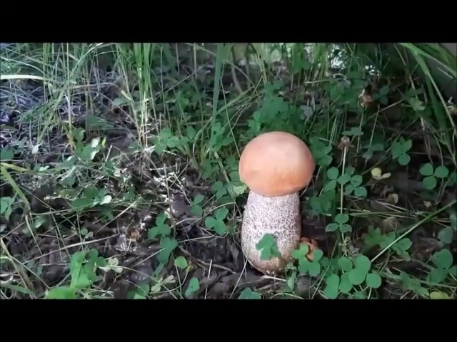 Life of a mushroom - Coub