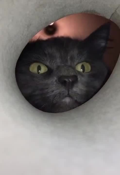 Let me Check it - Coub