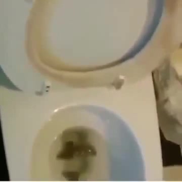 Throwing poop at my mirror - Coub