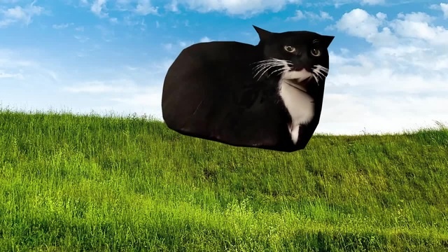 Maxwell The Cat - Coub