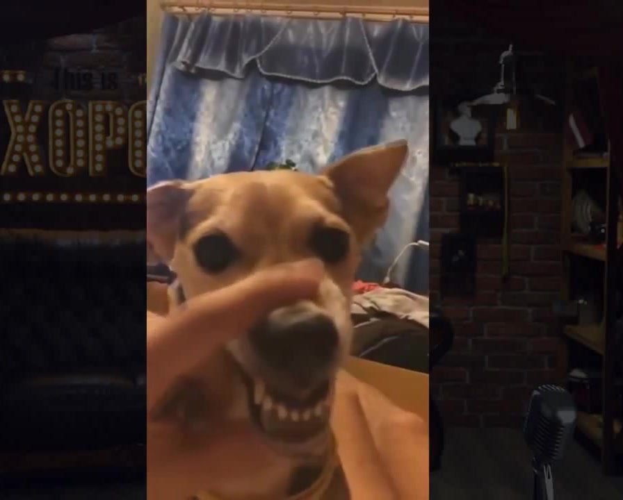 Killjoys - Make Some Noise! (Dog edition) - Coub