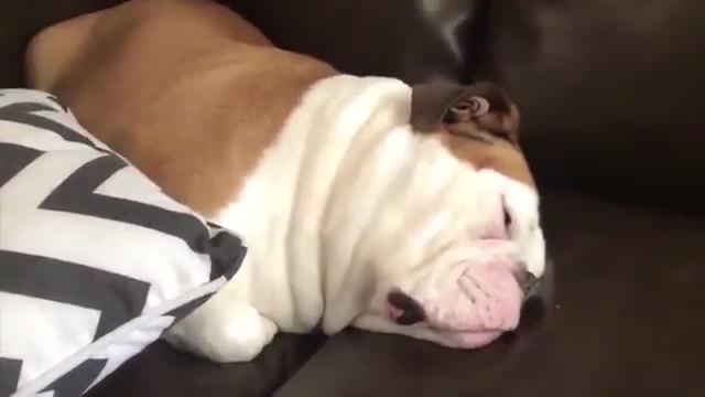 Full-Auto Doggo - Coub