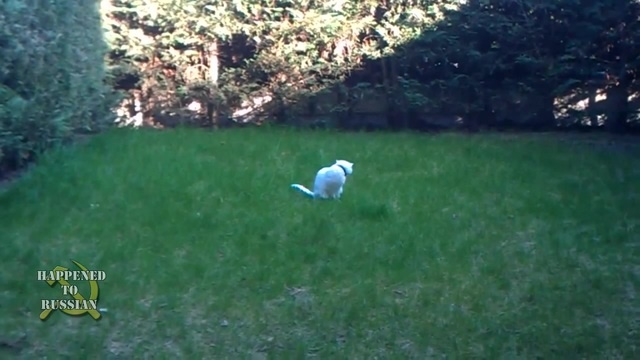 Cat Juggernaut - Coub