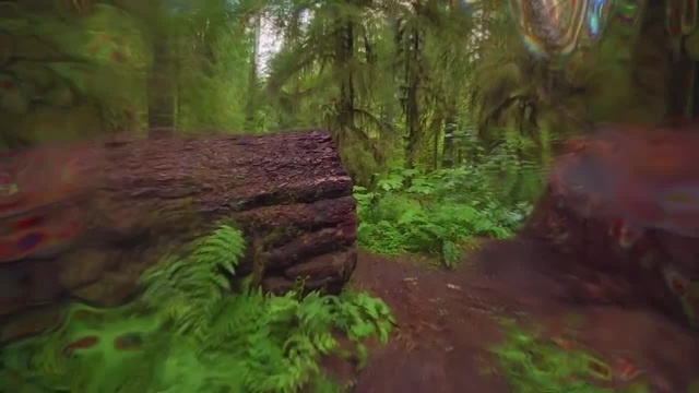 synesthetic forest walk - Coub