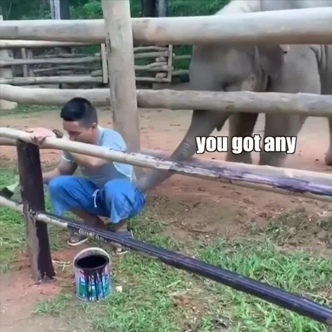 Elephant vs Man - Coub