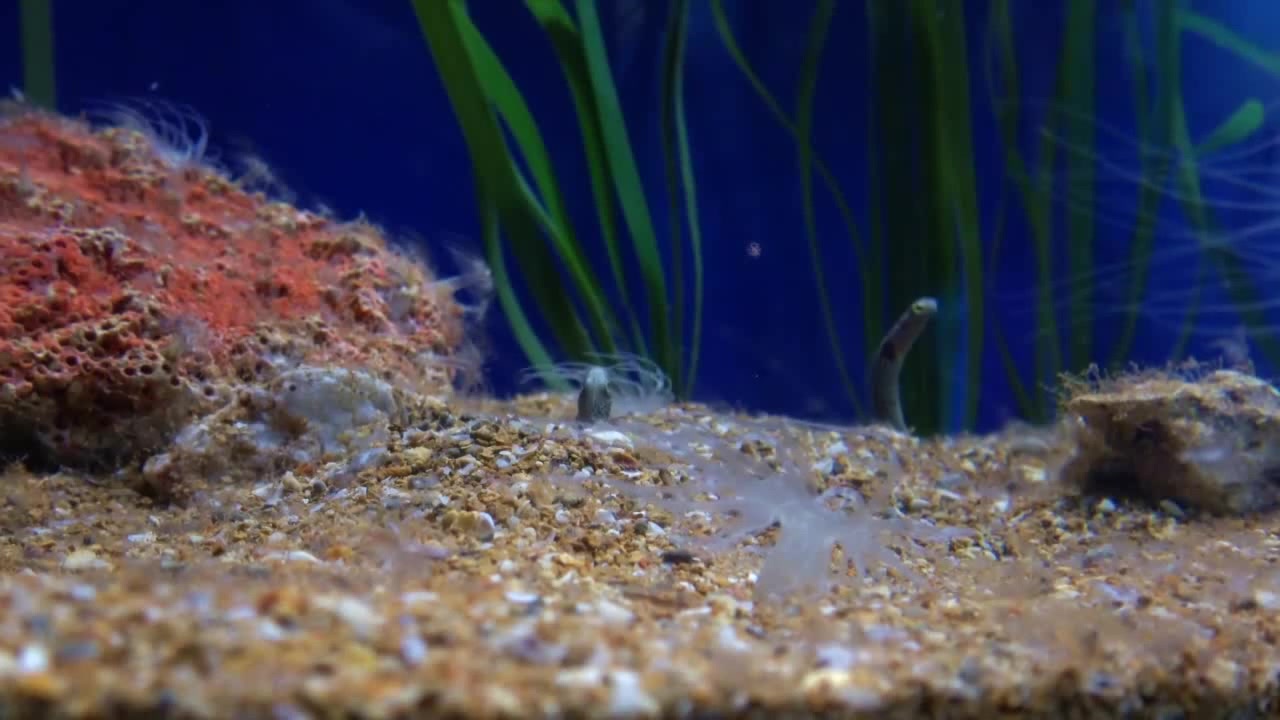 The Spotted Garden Eel - Heteroconger hassi Fish - Coub