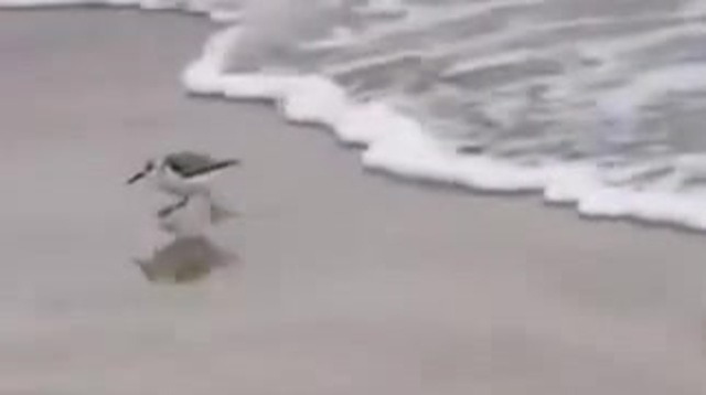 Making my way as a seagull - Coub