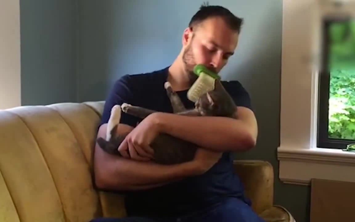 Lick your cat - Coub