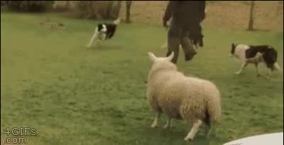 sheep JUMPS FOR JOY - Coub