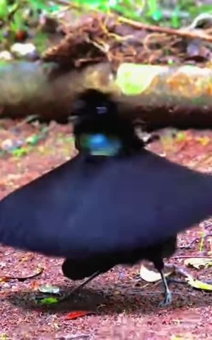 Salvatore's bird - Coub