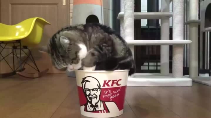 KFC - Coub