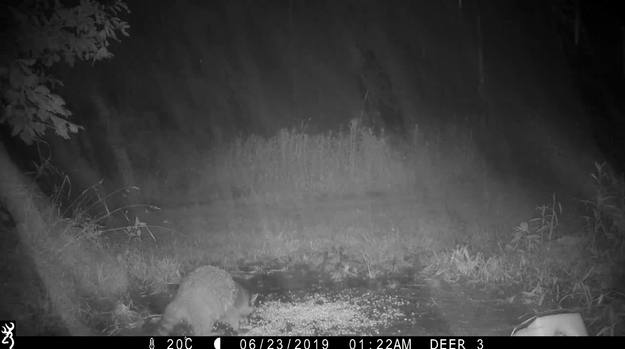 Raccoon eating corn in a thunderstorm - Coub