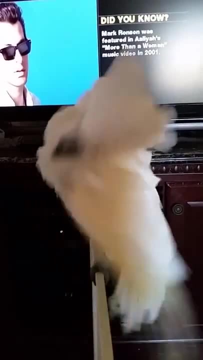 Parrot Dances to " Uptown Funk" - Coub