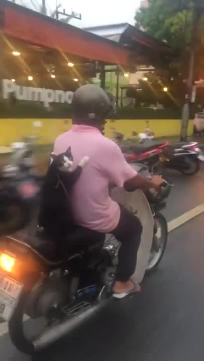 Like a boss cat - Coub