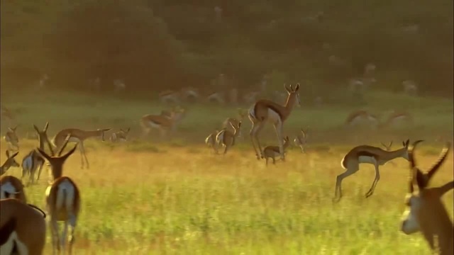Springbok jump - Coub