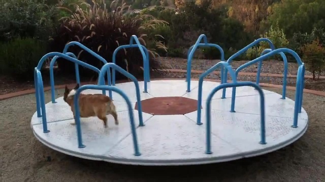 Cowboy Bebop - Carousel Ein - Coub