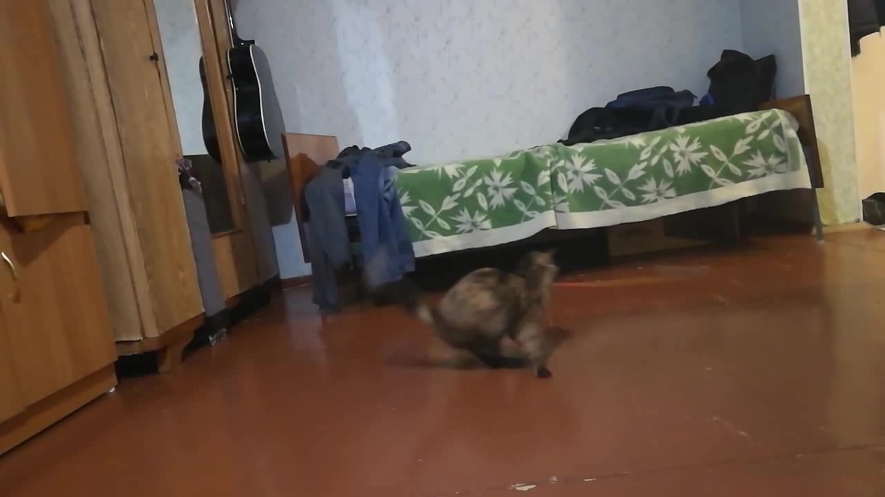 Forever alone Cat - Coub