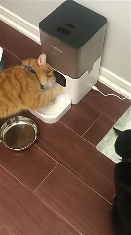 feeding of the cat - Coub