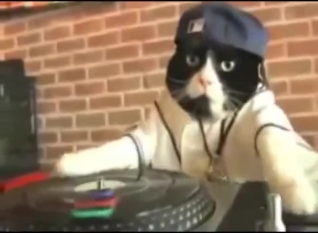 scratch cat - Coub