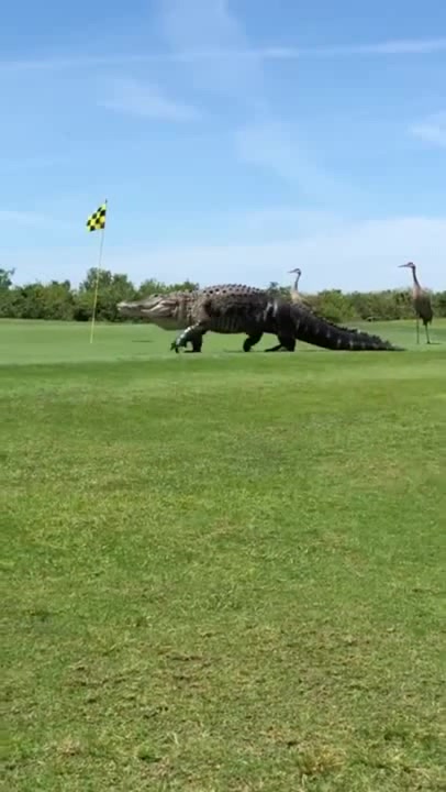 This gigantic alligator named Chubbs is frequently seen walking around ...