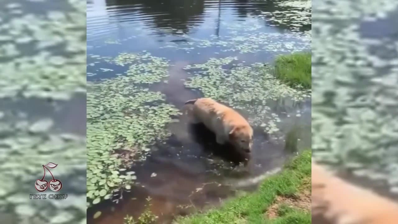 Imagine Dragons - Believer (Animal Cover) - Coub