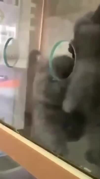 Impossible Fit Cat - Coub