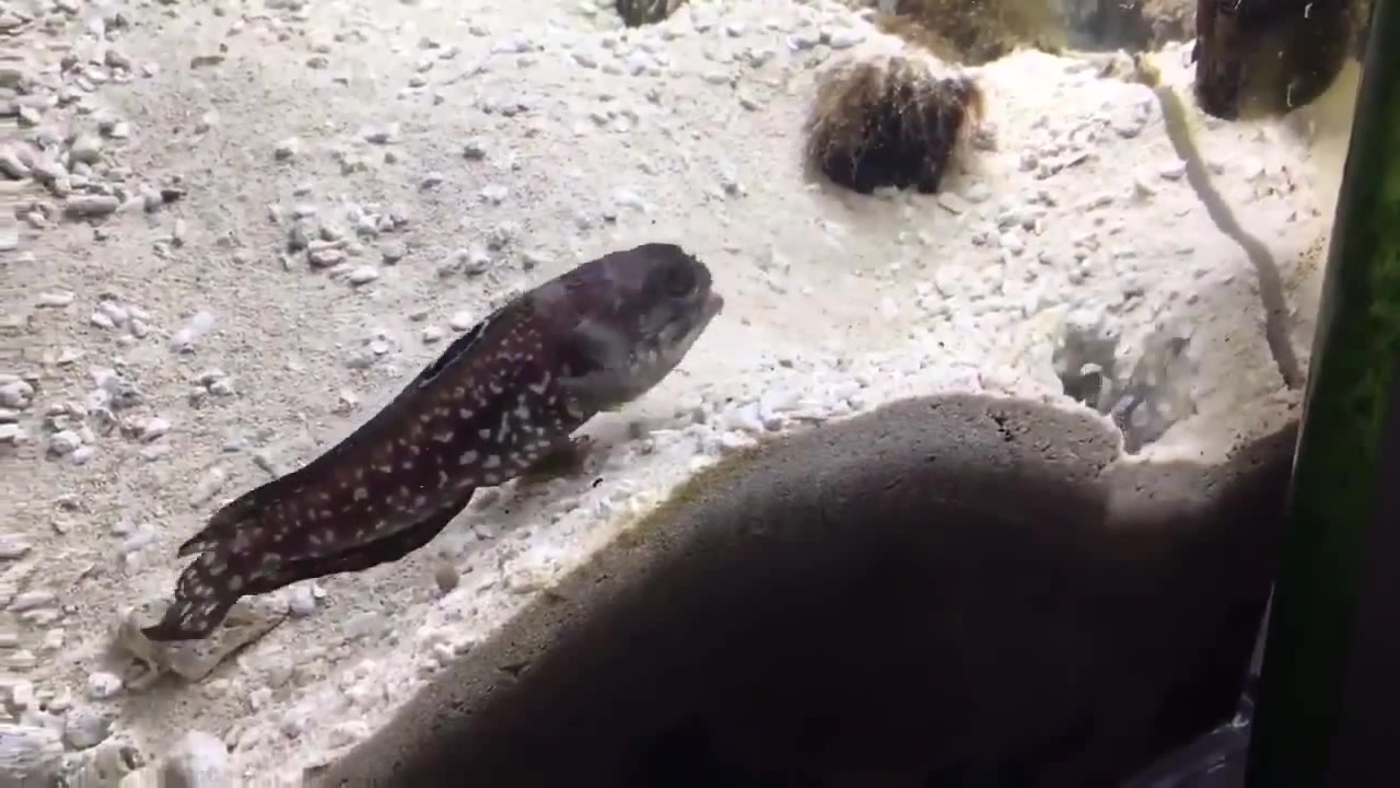 Lone Digger fish - Coub