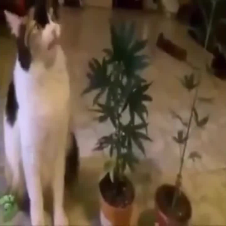 Раста кот//Rasta cat - Coub