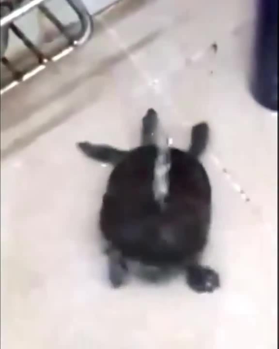 A BADDIE #turtles - Coub