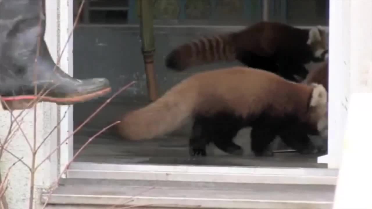 Red Panda Scare - Raccoon Jumps at Foot Stomp - Coub