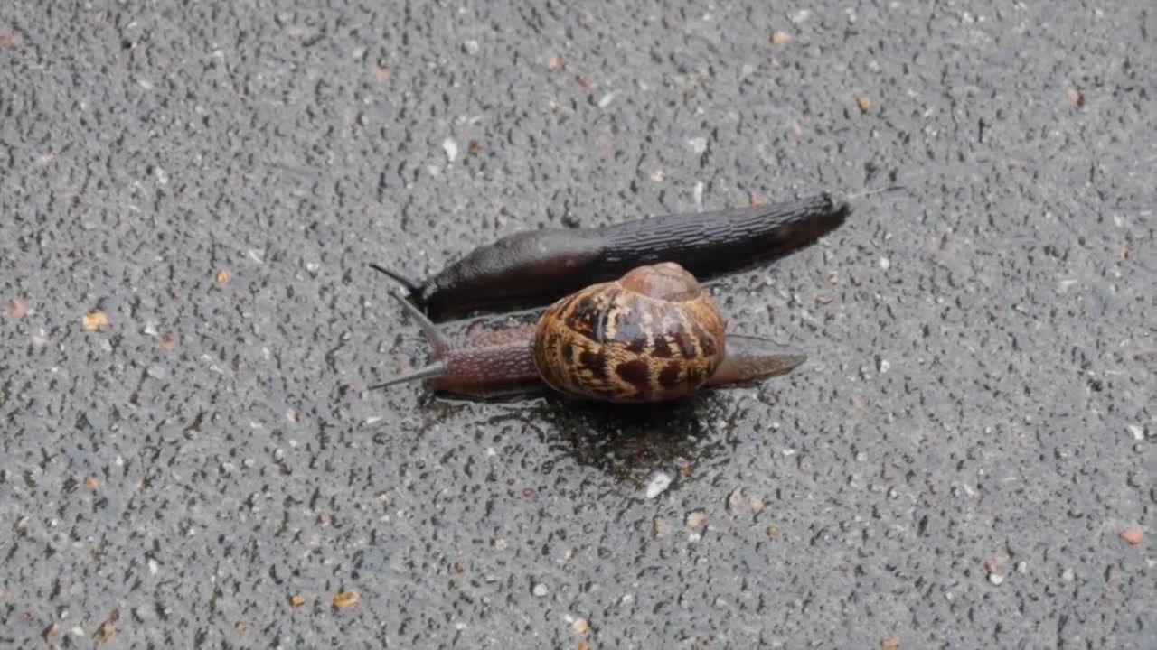 Snail & Slug Race - Coub