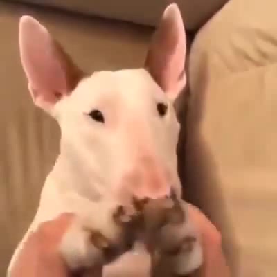 Clap bull clap - Coub