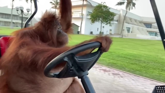 Orangutan Drive - Coub