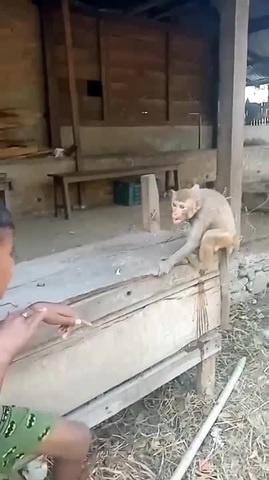 Monkey Kick! - Coub