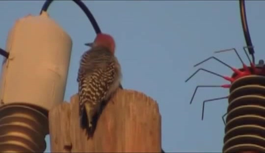 Поражение дятла электрическим током (Defeat woodpecker electrocution) - Coub