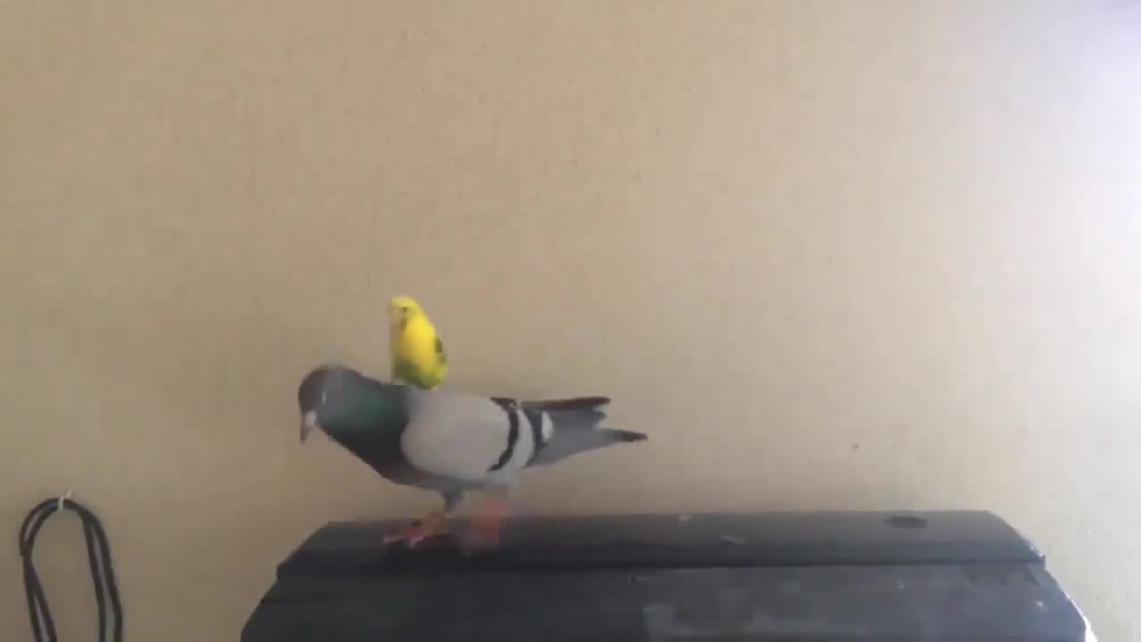 parrot riding on a pigeon - Coub