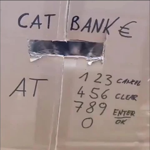 Cat Bank - Coub