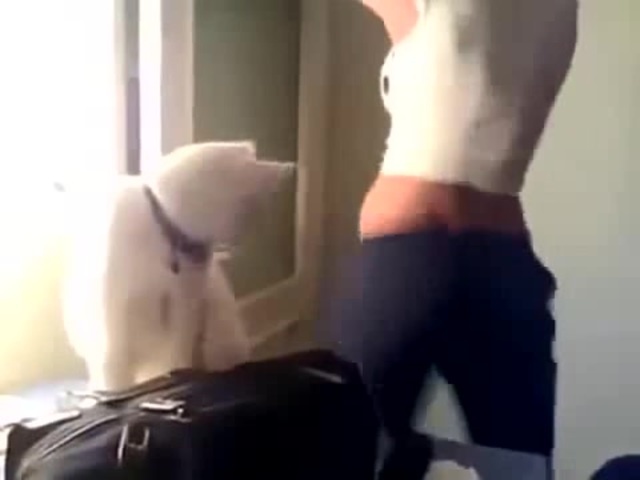 White pussy likes twerking ass - Coub