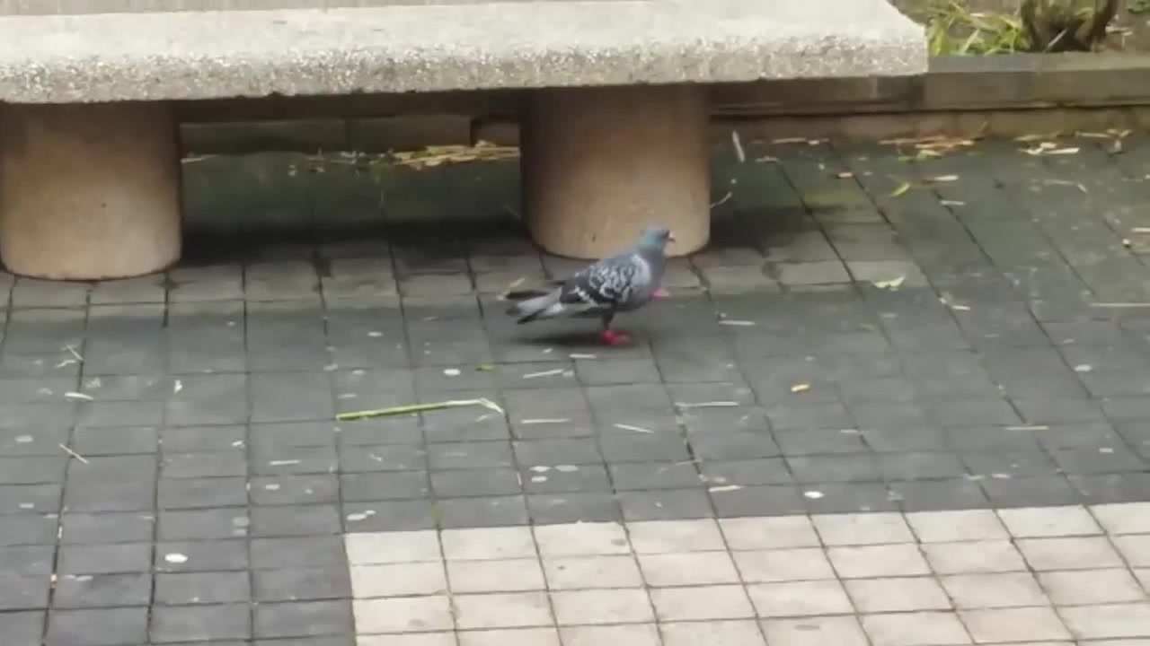 Marching Pigeon - Coub