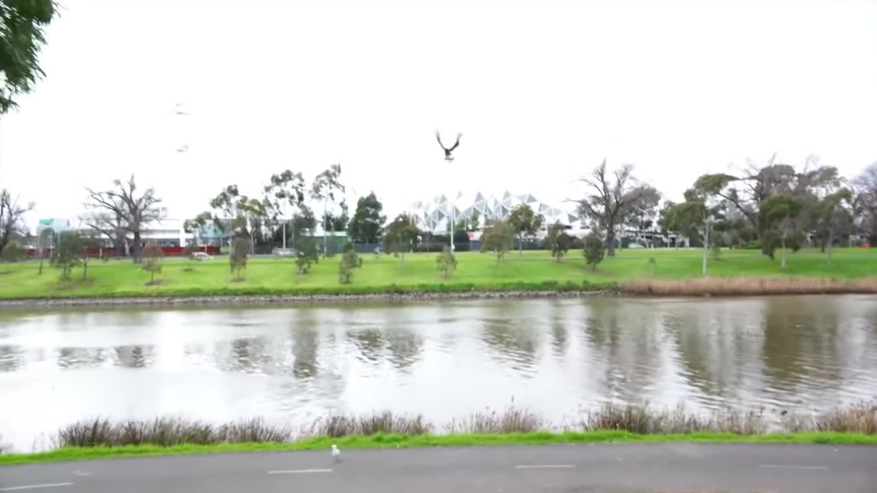 hawk drop snake on family bbq. lol. - Coub