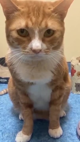 just cats - Coub