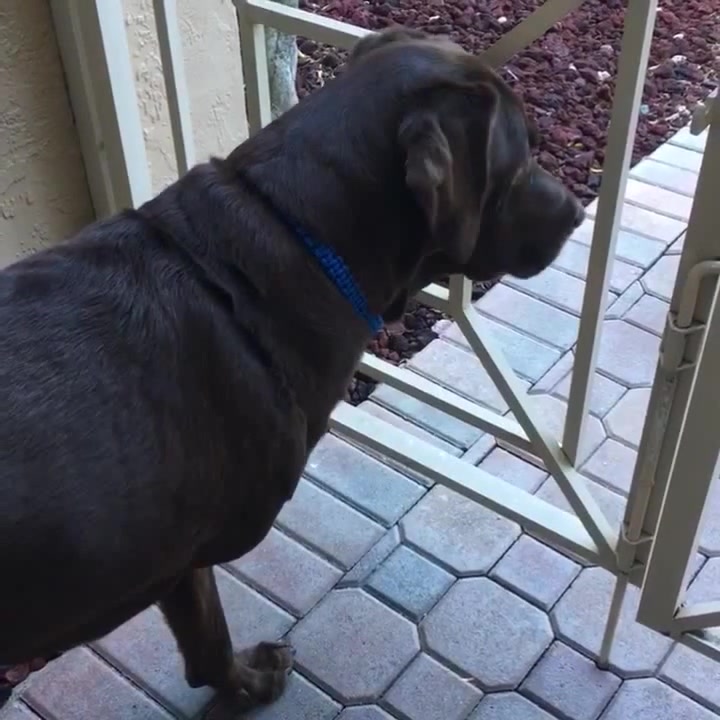 sad edit of my mostly healthy tripod dog ib: Twitter/IG: AaronChewning ...