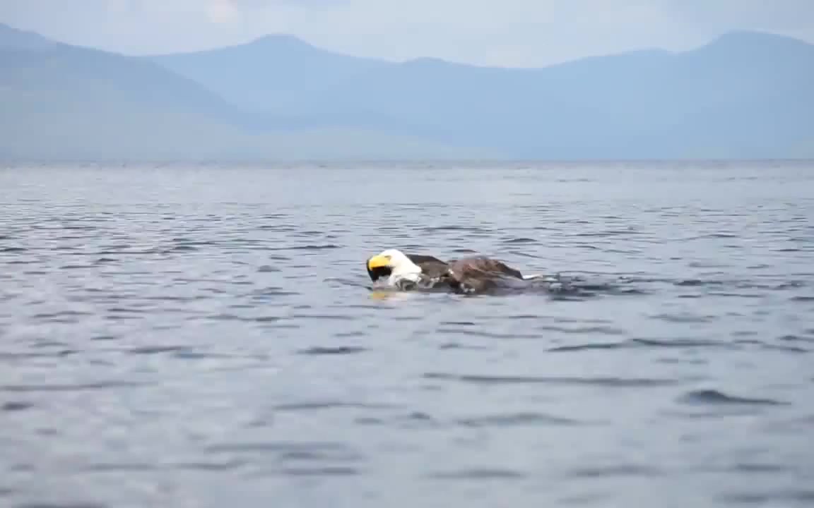 I'm swimming, bro! (v.2) - Coub