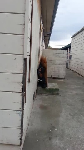 Here comes the sun - Coub