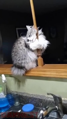 cat pole dance - Coub